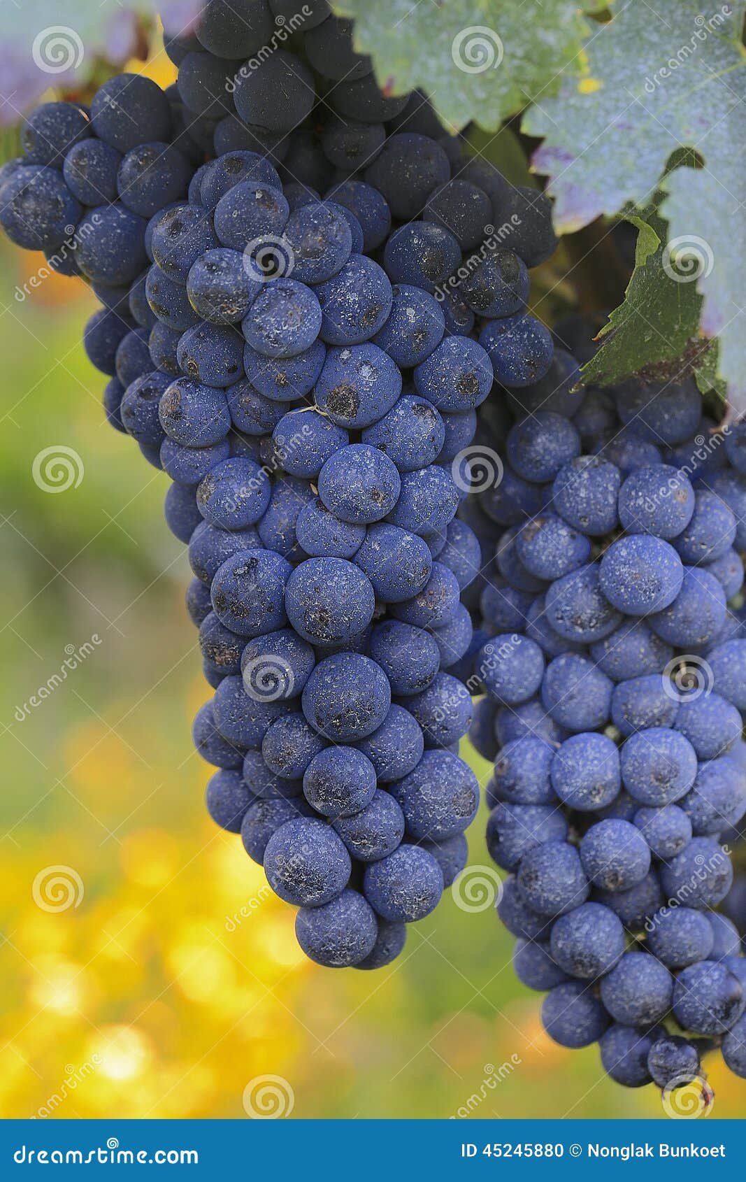Grapevine stock photo. Image of vineyard, grapevine, wine - 45245880
