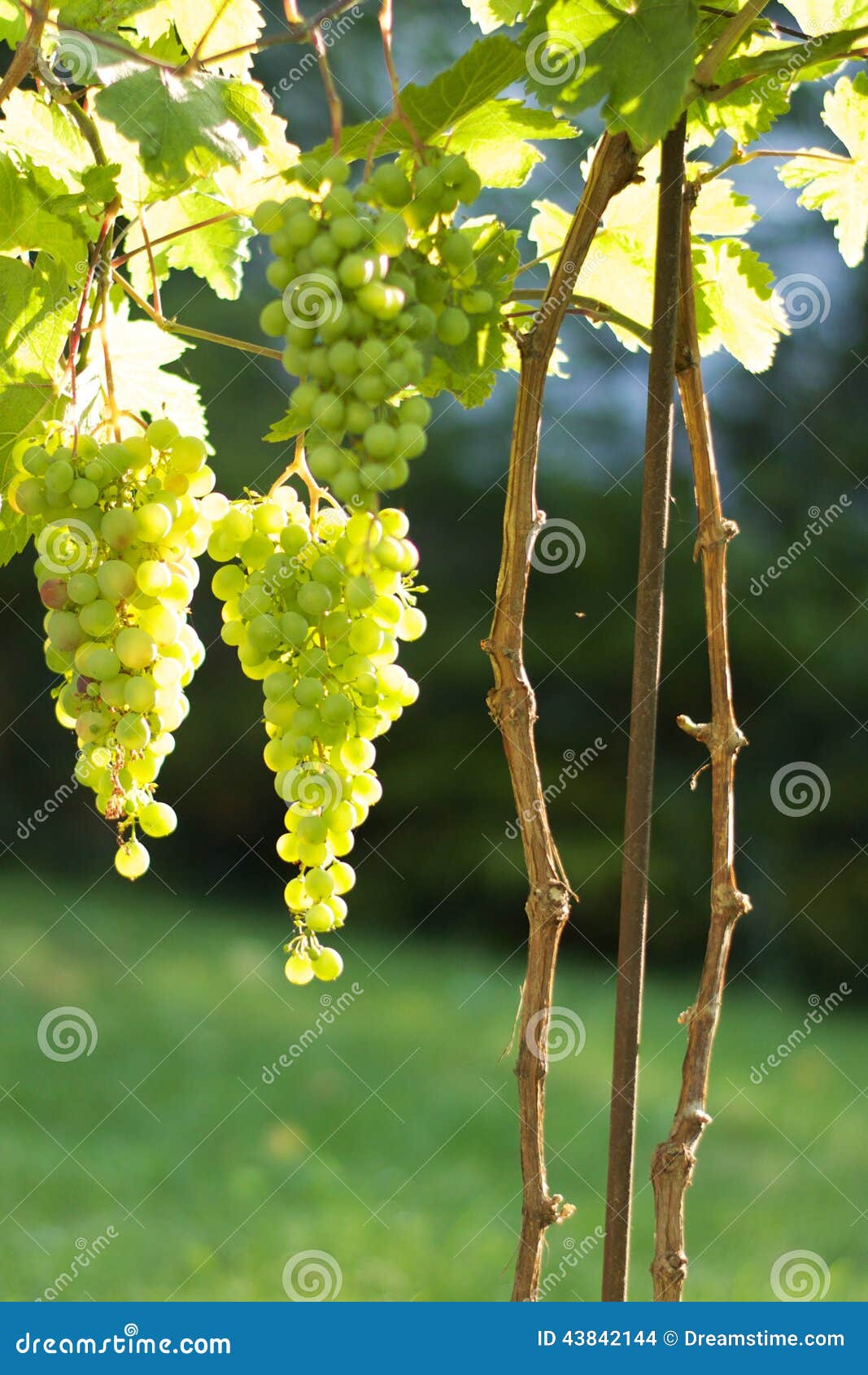 Grapevine stock photo. Image of plant, vine, wine, vinery - 43842144