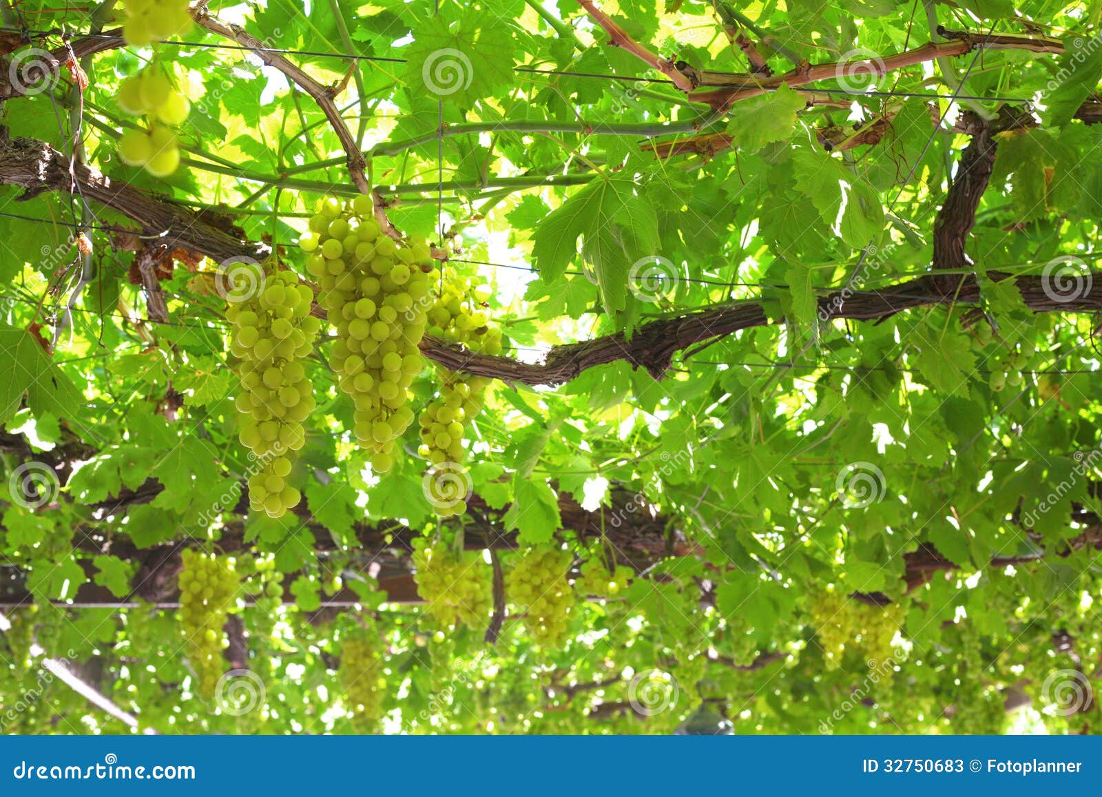 Grapevine stock image. Image of cluster, diet, fermentation - 32750683