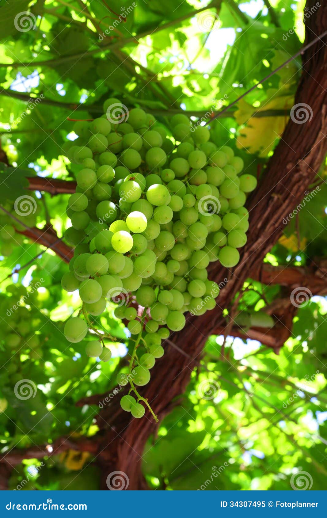 Grapevine stock image. Image of harvest, farm, fall, alcohol - 34307495