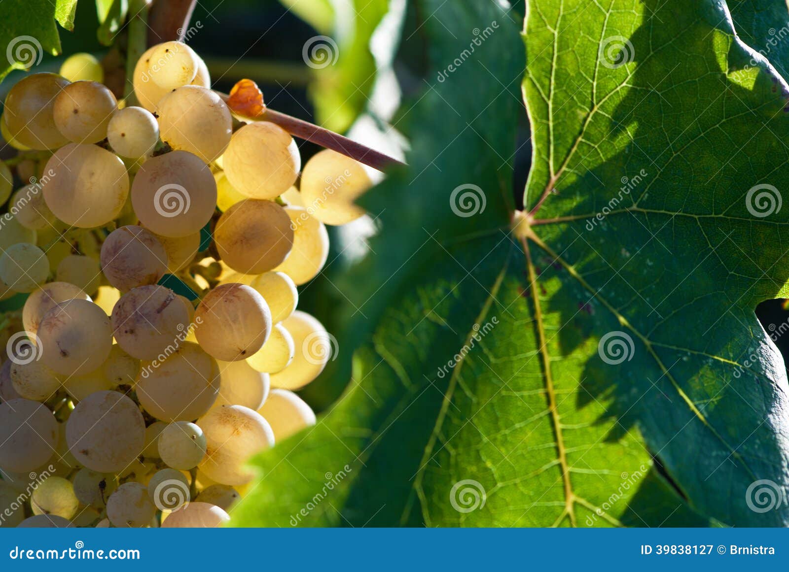 Grapevine stock image. Image of food, ripened, countryside - 39838127