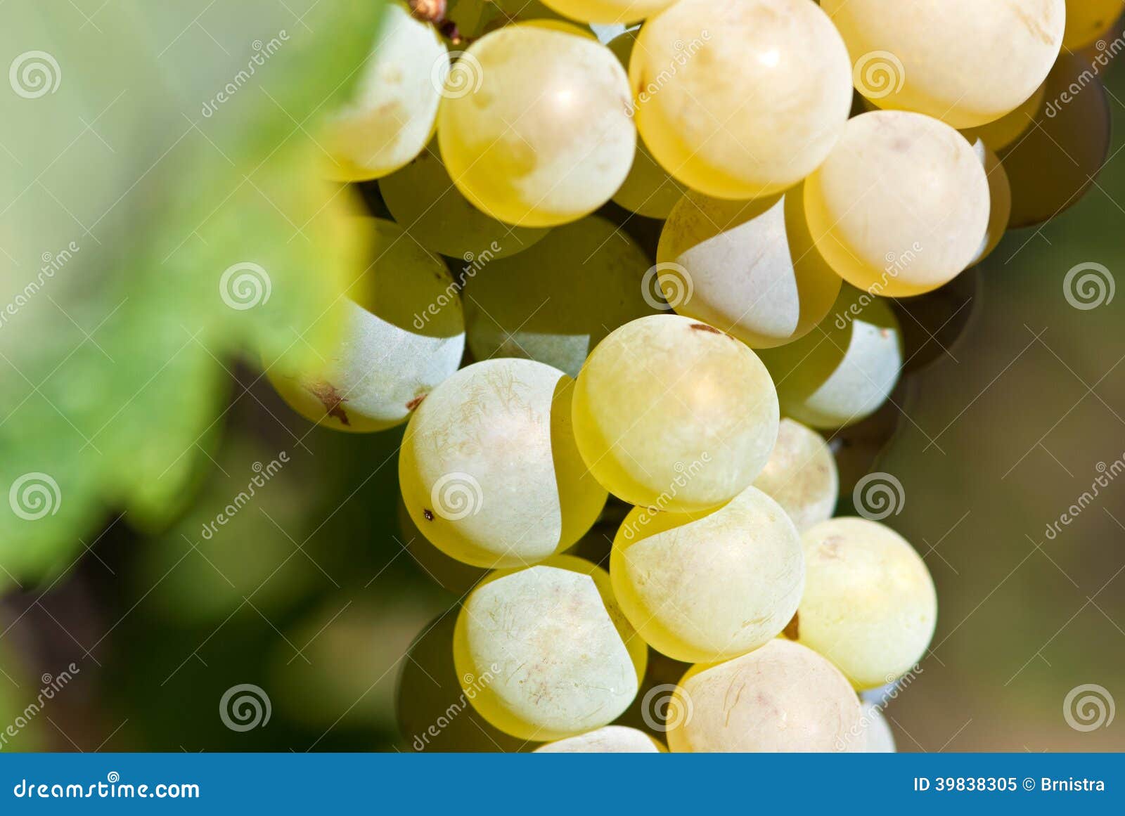Grapevine stock image. Image of daytime, autumn, environment - 39838305
