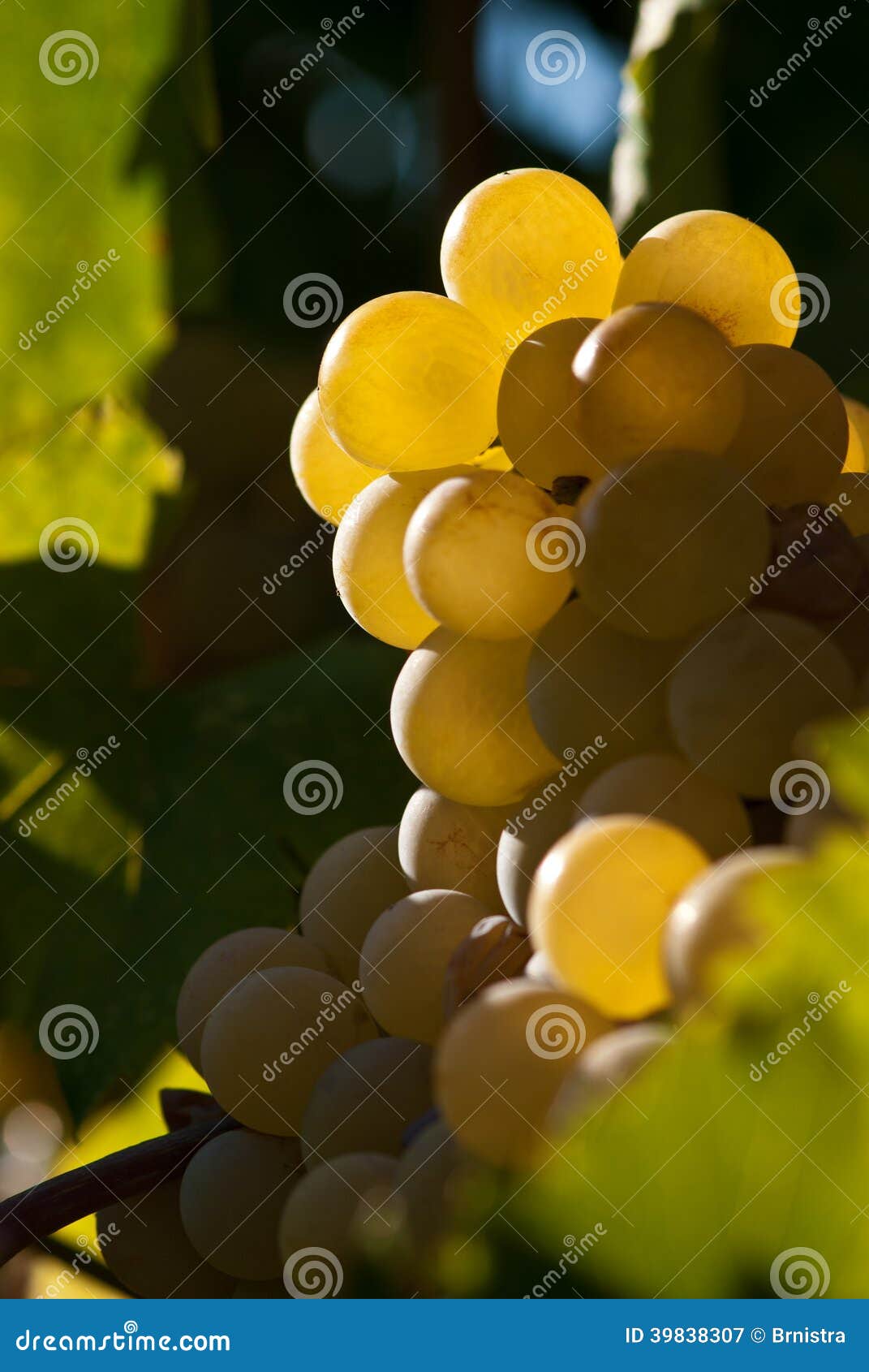 Grapevine stock image. Image of agriculture, environment - 39838307