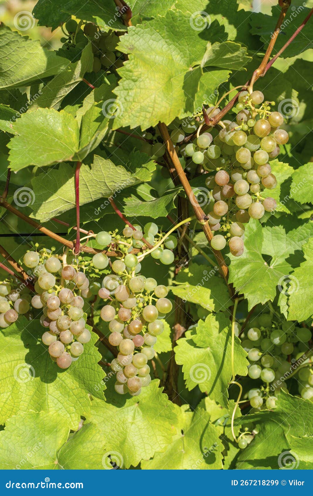 Grapevine cluster stock image. Image of grapevine, ripe - 267218299