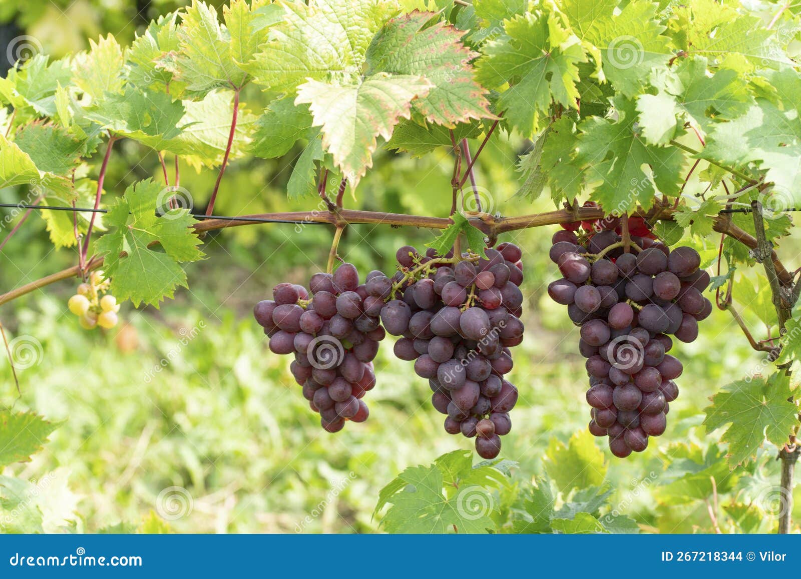 Grapevine cluster stock photo. Image of agriculture - 267218344
