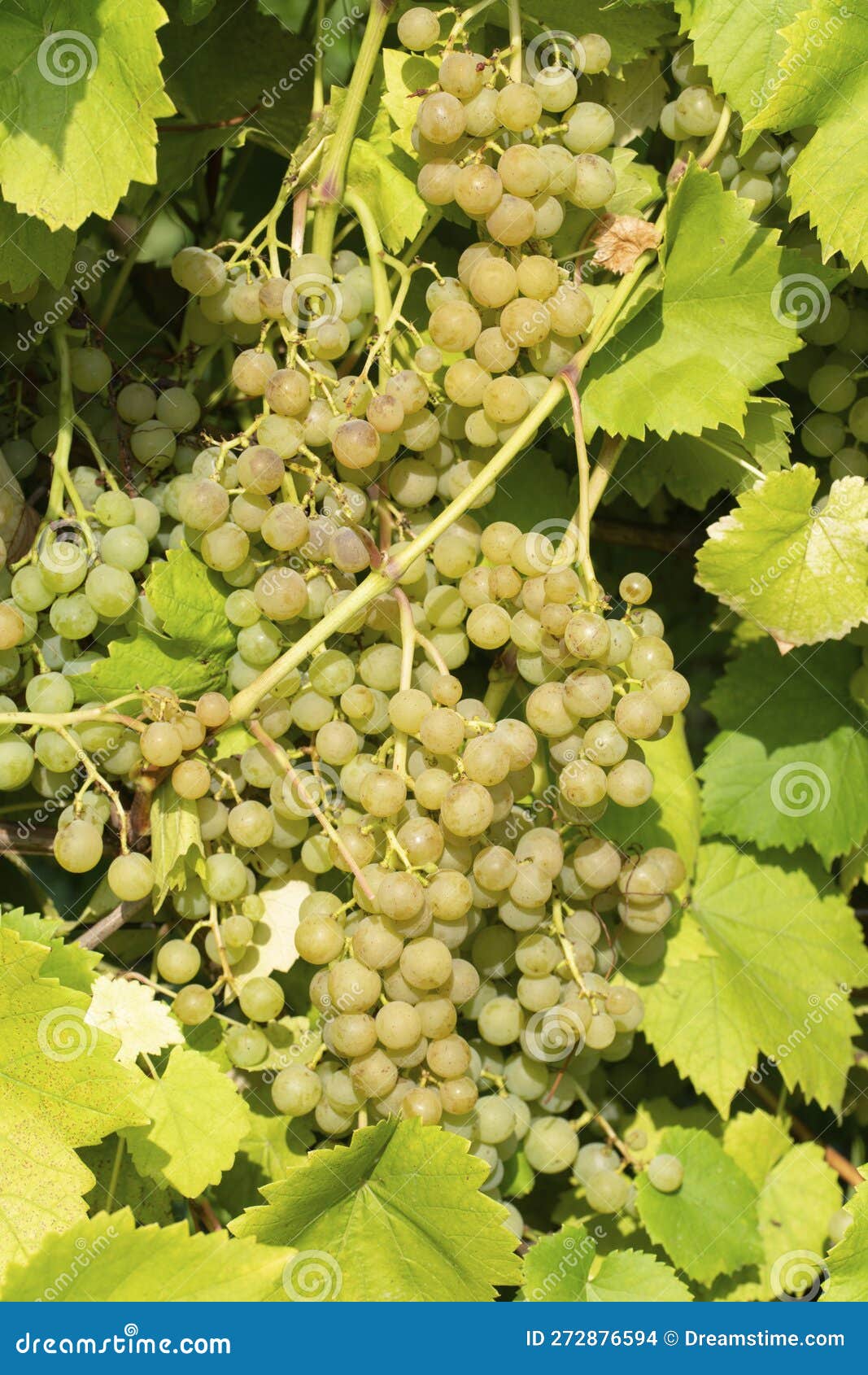 Grapevine cluster stock photo. Image of agriculture - 272876594
