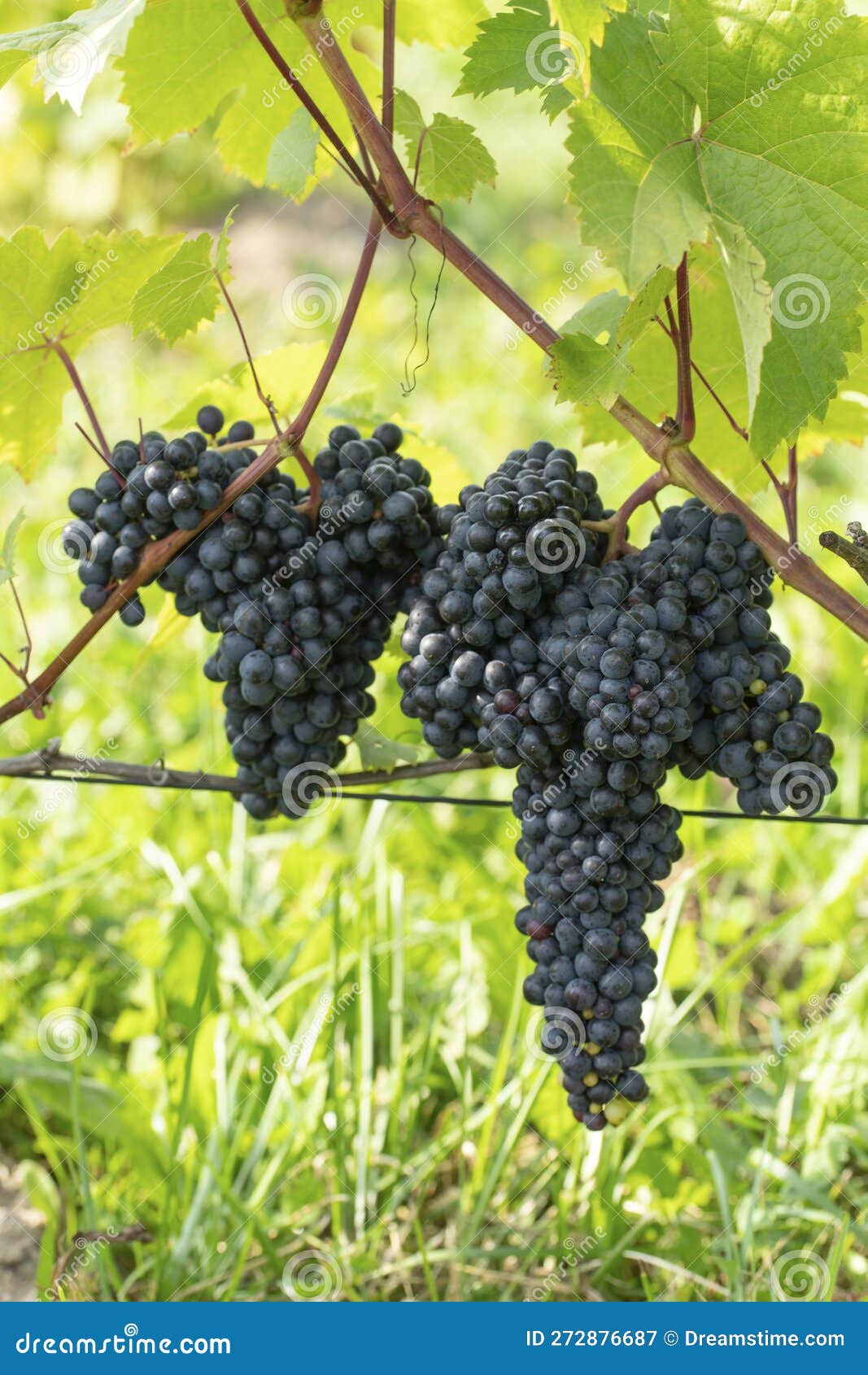 Grapevine cluster stock image. Image of farm, ripe, blue - 272876687