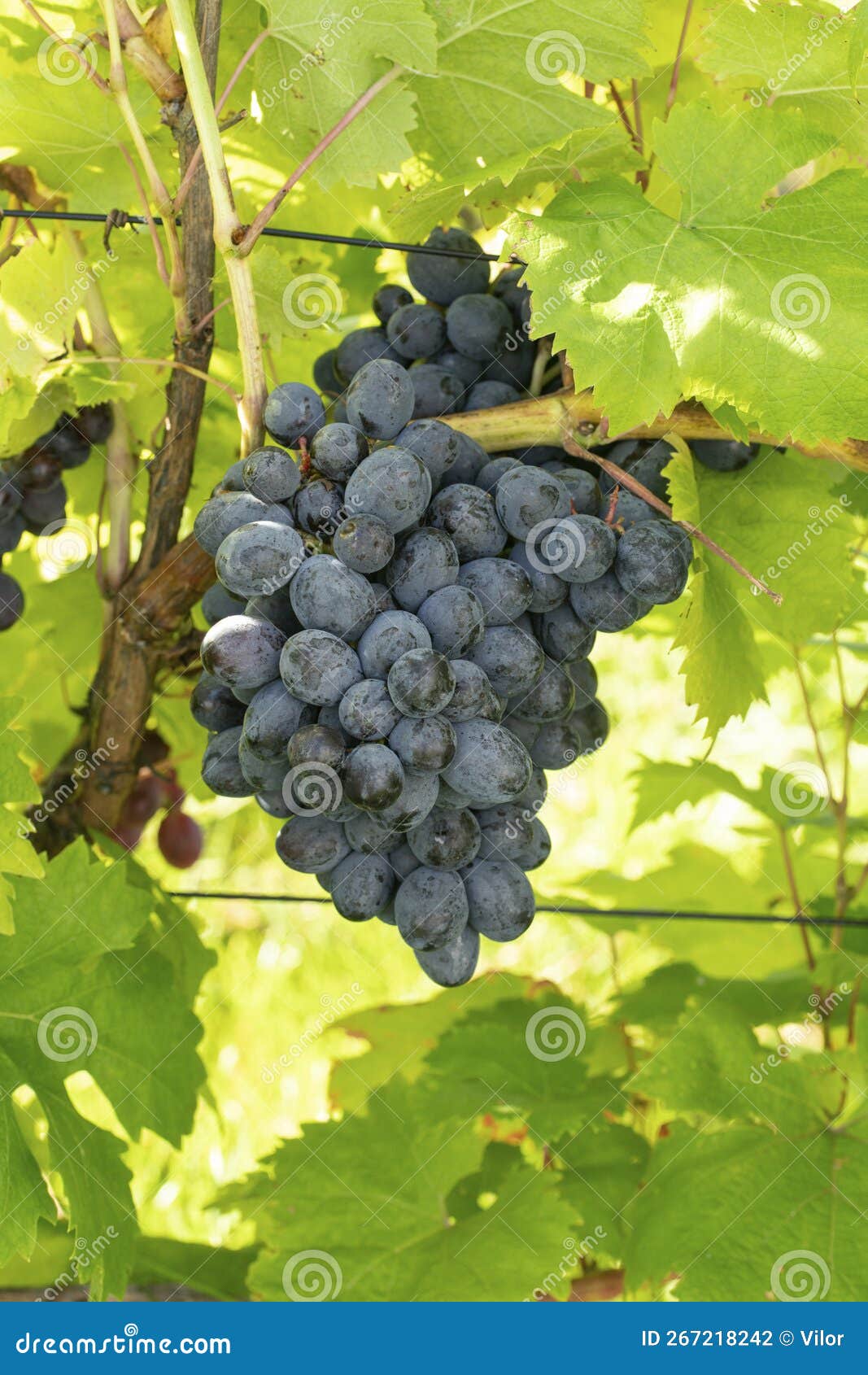 Grapevine cluster stock photo. Image of macro, vinifera - 267218242