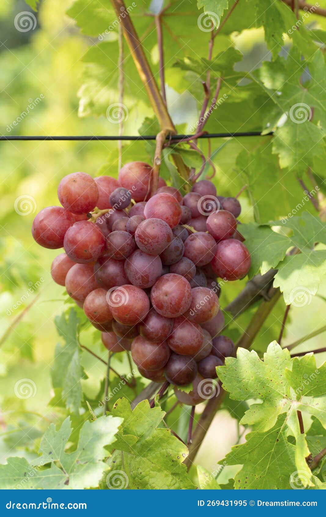 Grapevine cluster stock image. Image of ripe, macro - 269431995