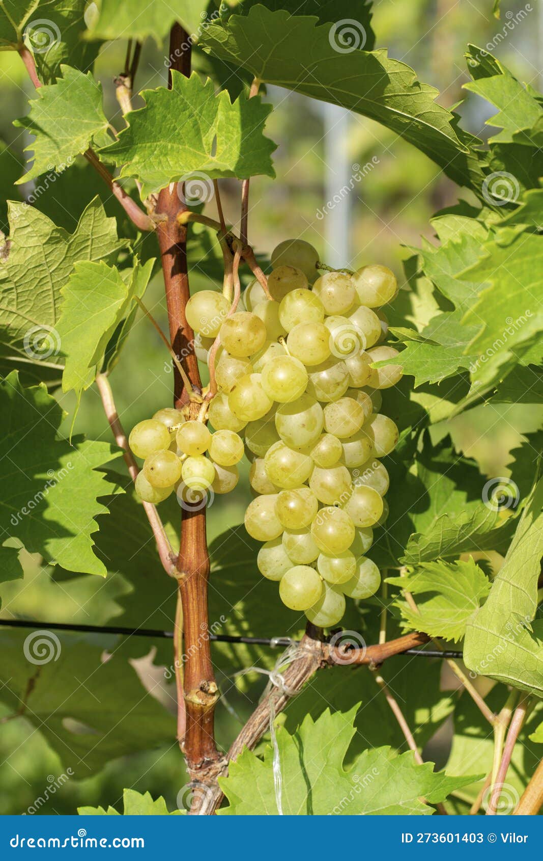 Grapevine cluster stock image. Image of harvest, leaves - 273601403