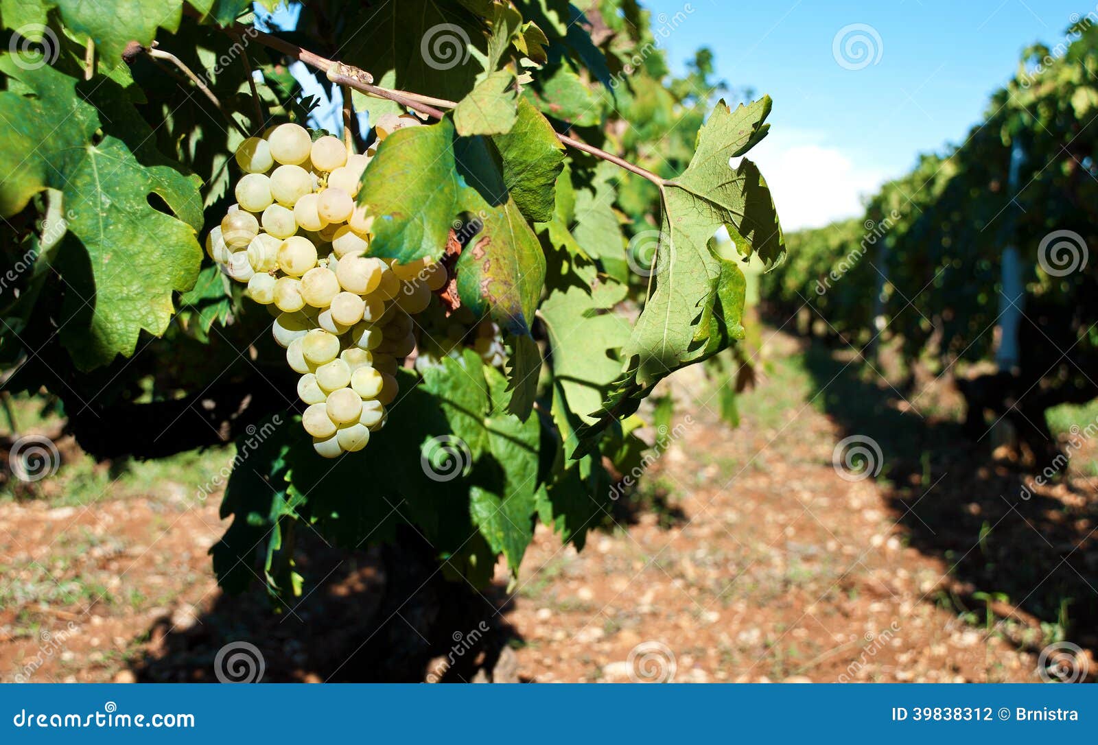 Grapevine stock photo. Image of ripe, environment, healthy - 39838312