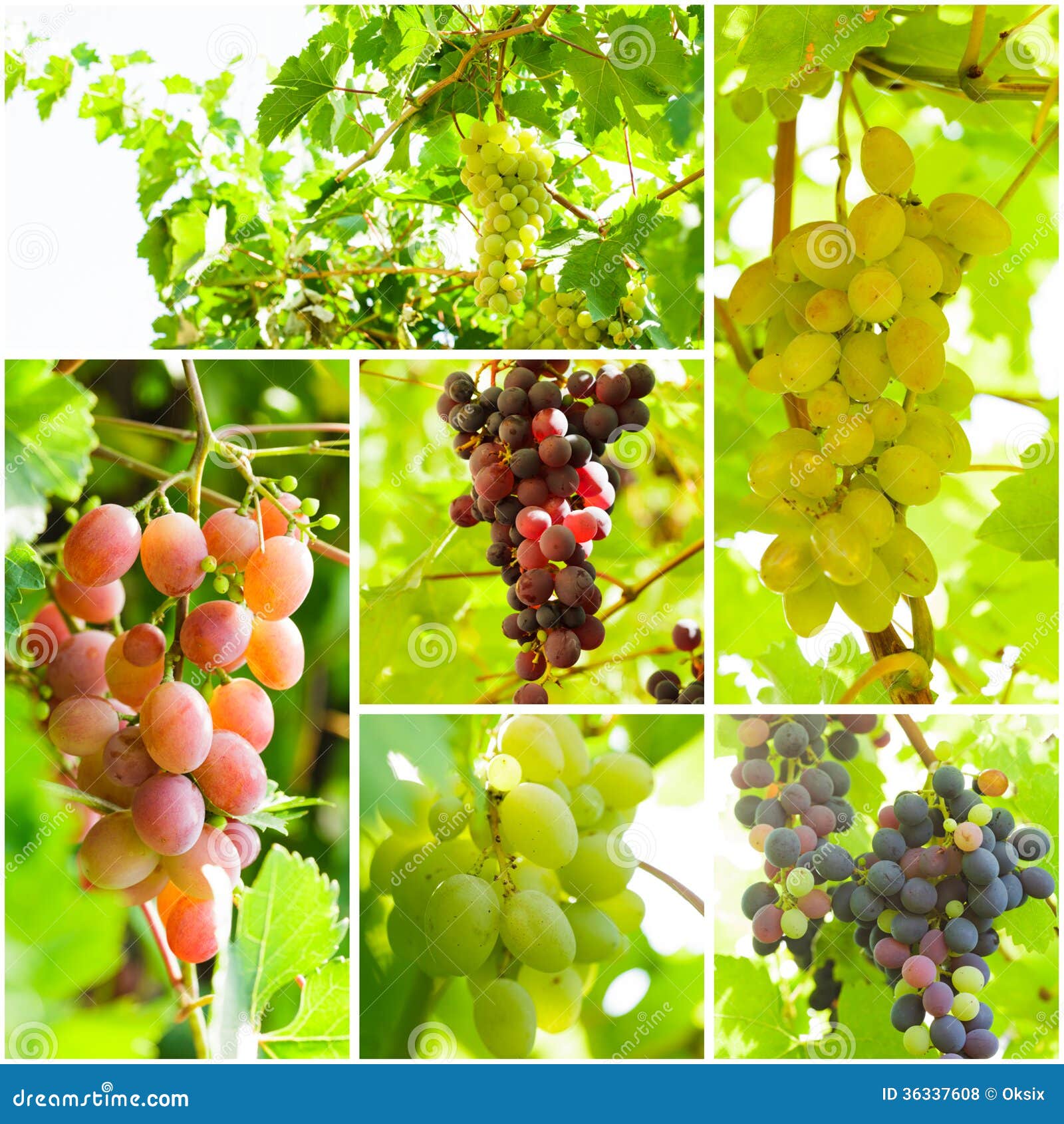 Grapevine collage stock photo. Image of rural, vineyard - 36337608