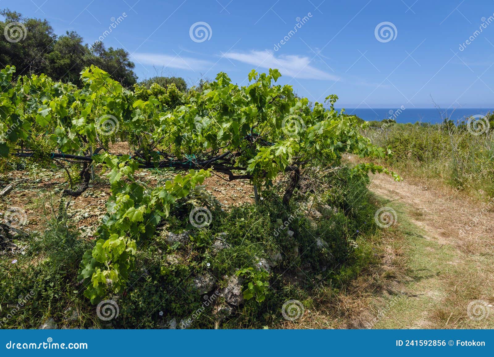 Grapevine on Corfu Island, Greece Stock Photo - Image of island, greek ...