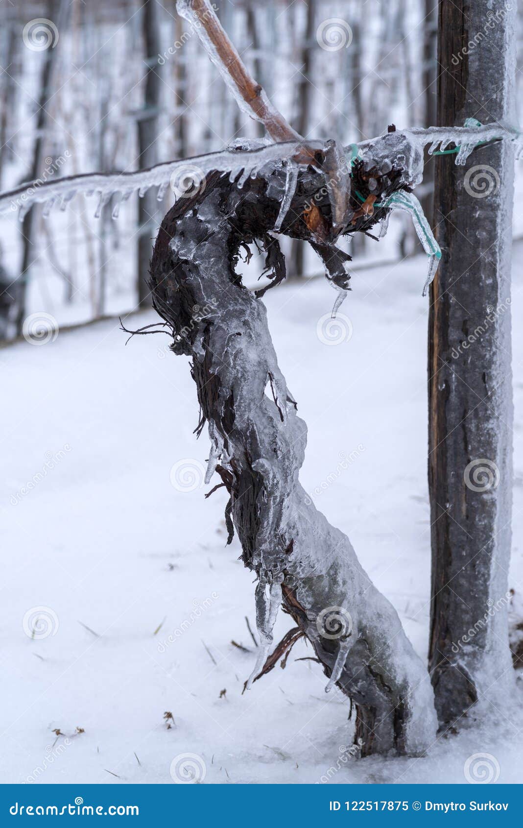 Grapevine Encapsulated in Ice Stock Image - Image of cool, glaze: 122517875