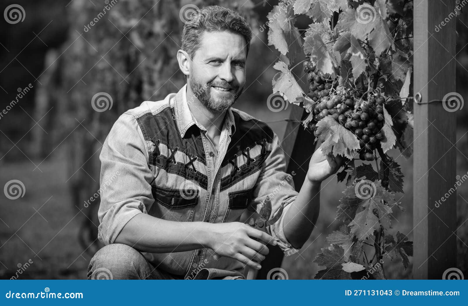 Grapevine Cut by Vineyard Owner with Scissors, Vinedresser Stock Image ...