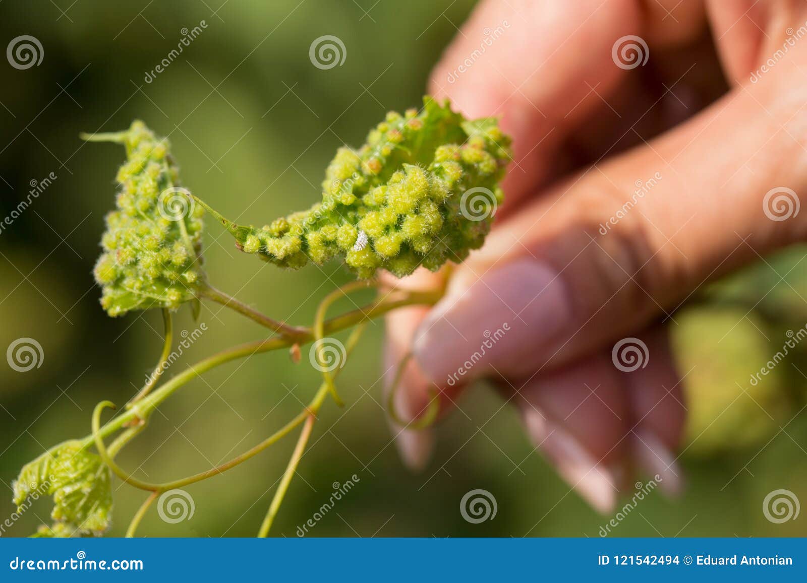 Grape Disease, Grapevine is Affected by Pests Stock Photo - Image of ...
