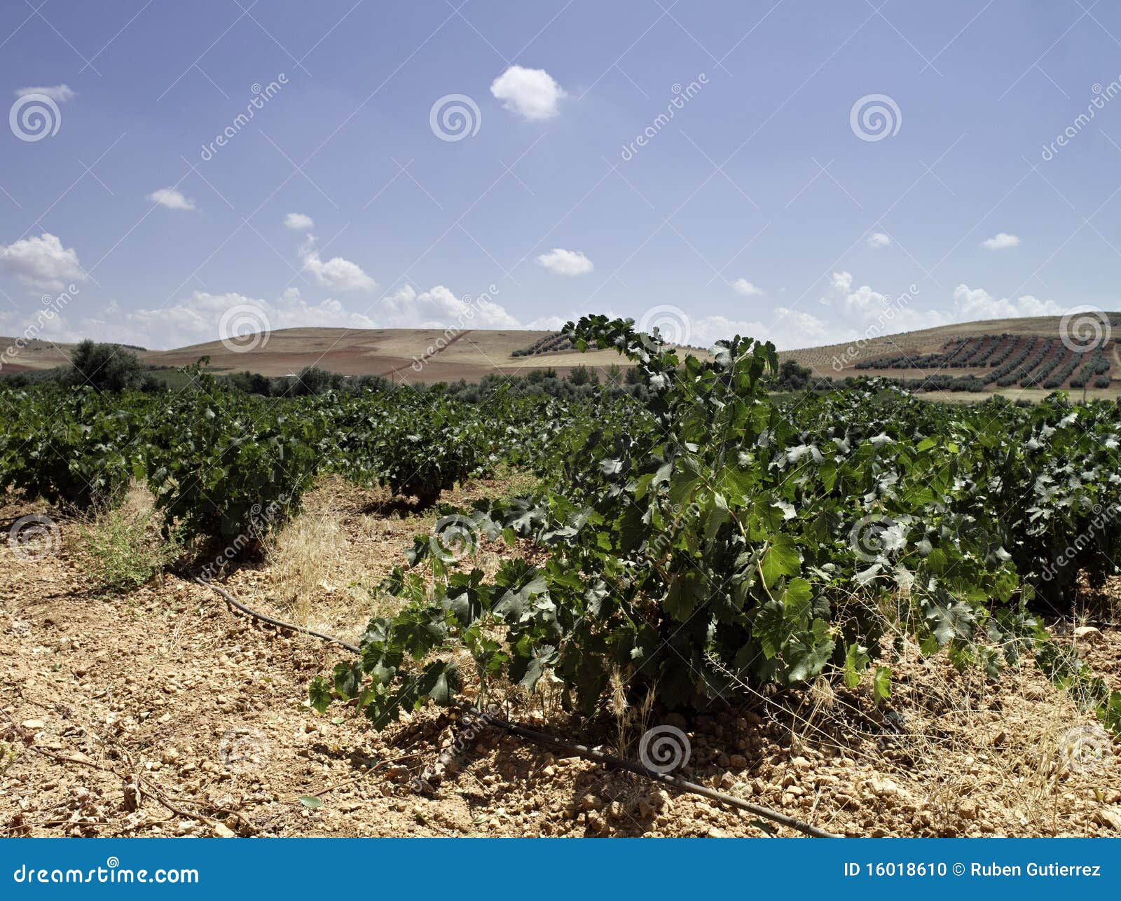 Grapevine with Drip Irrigation Stock Photo - Image of winemaking, grape ...