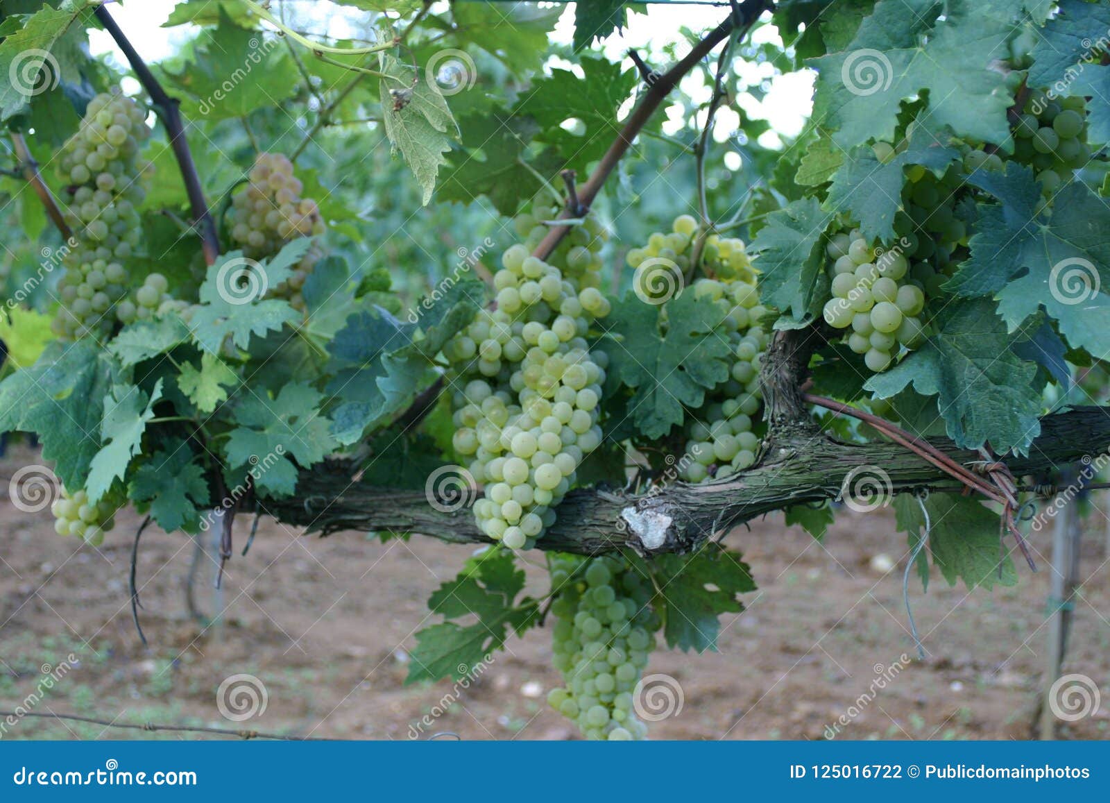 Grapevine Family, Grape, Agriculture, Vitis Picture. Image: 125016722