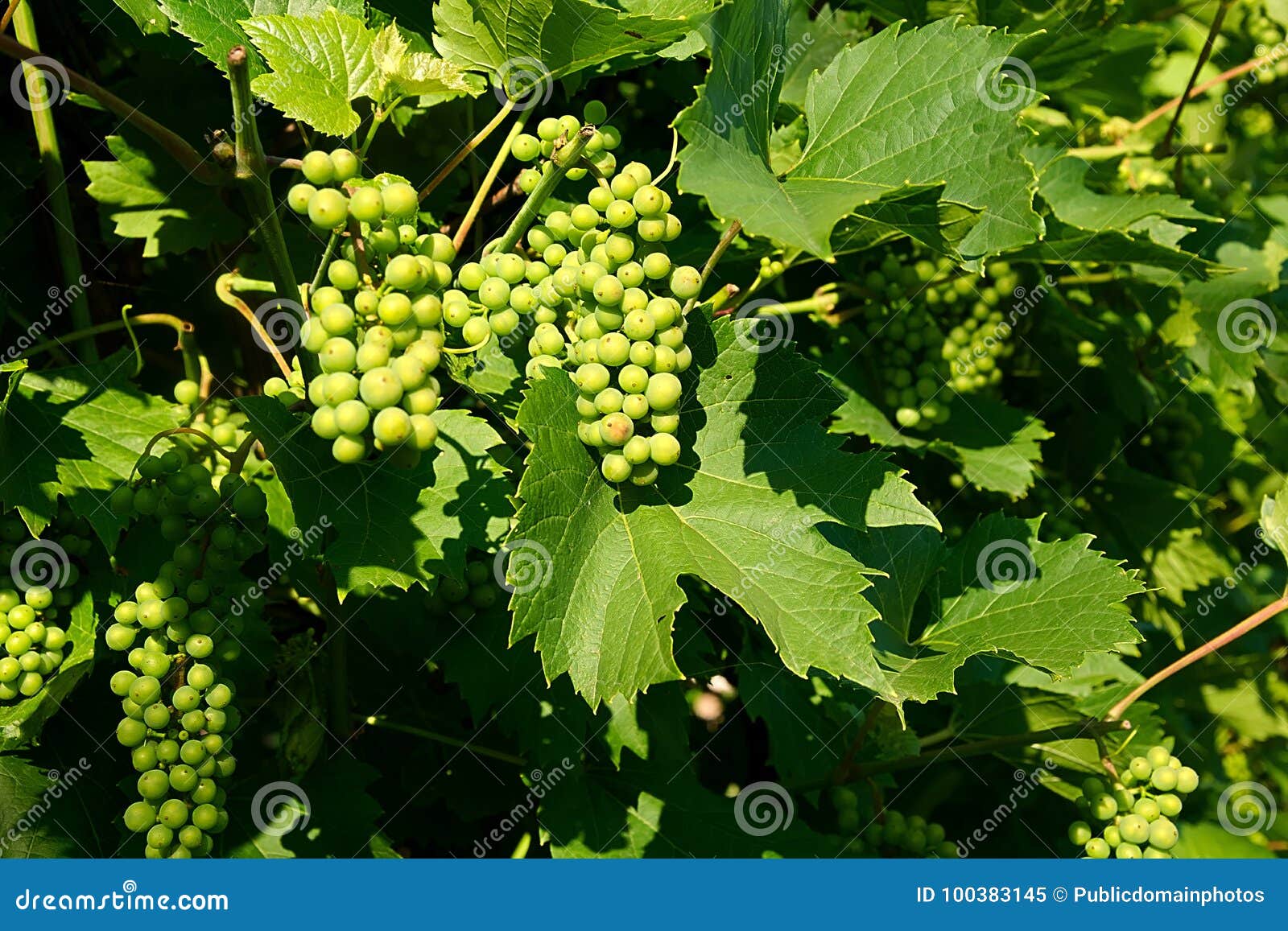 Grapevine Family, Grape, Vitis, Seedless Fruit Picture. Image: 100383145