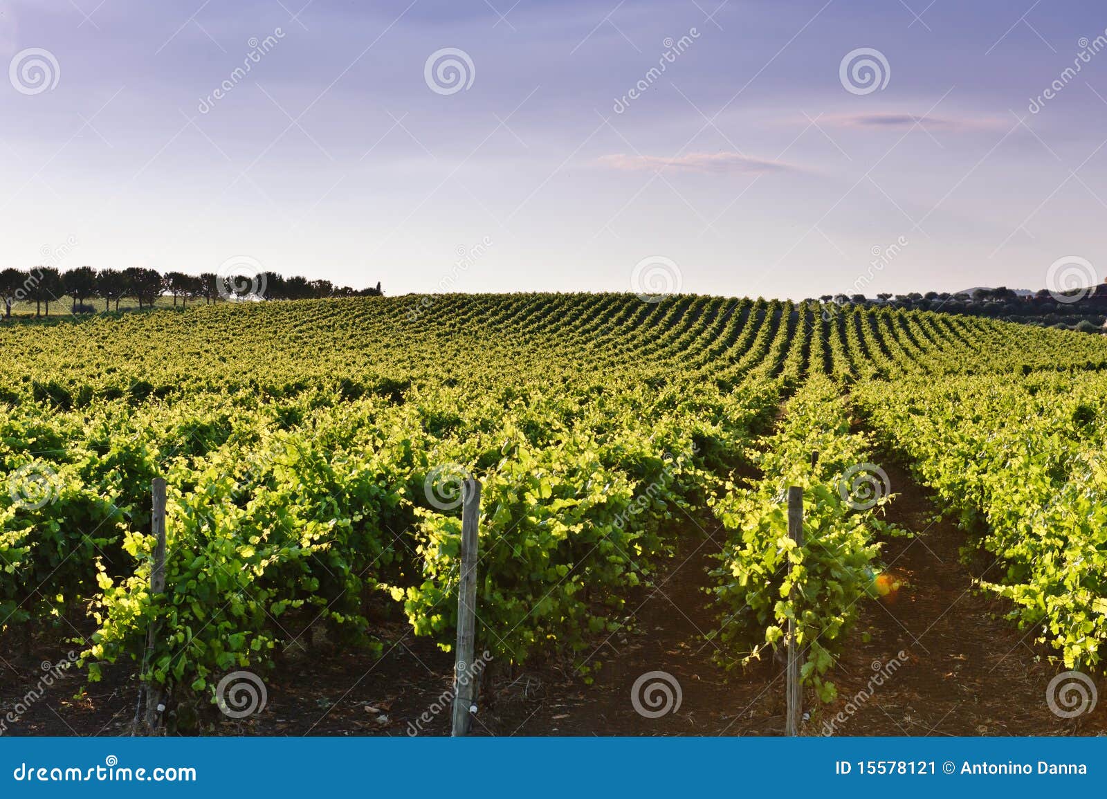 Grapevine field stock image. Image of outdoor, farm, sunset - 15578121