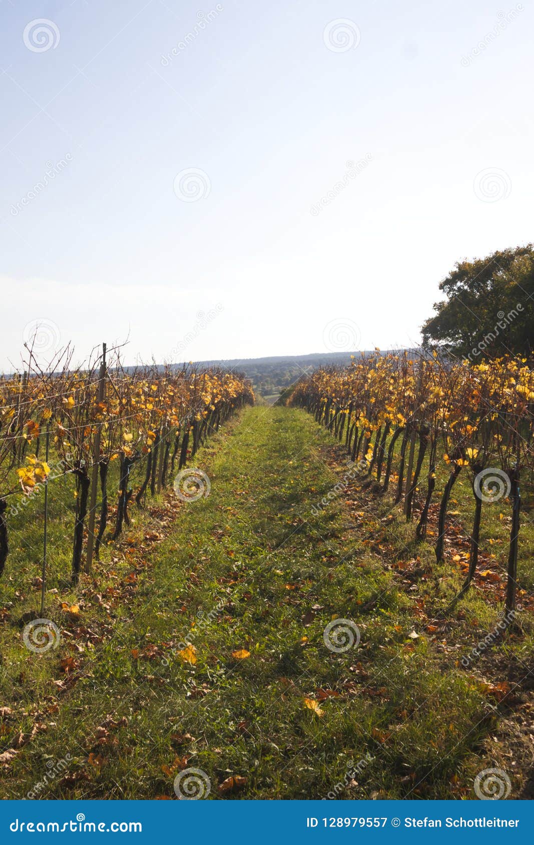 A Grapevine on a Field in Autumn Stock Image - Image of farming ...
