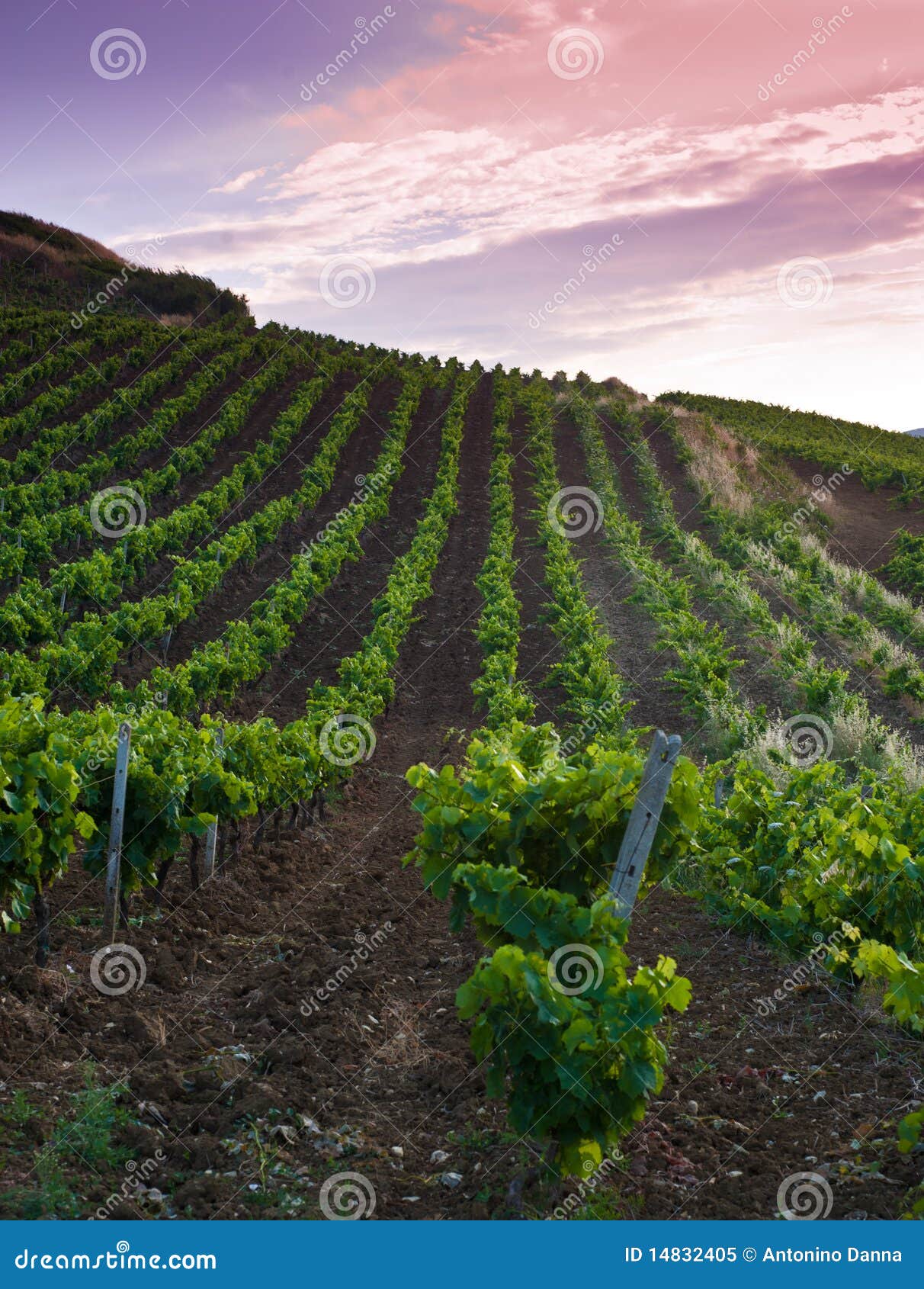 Grapevine fields stock image. Image of cloud, green, lines - 14832405