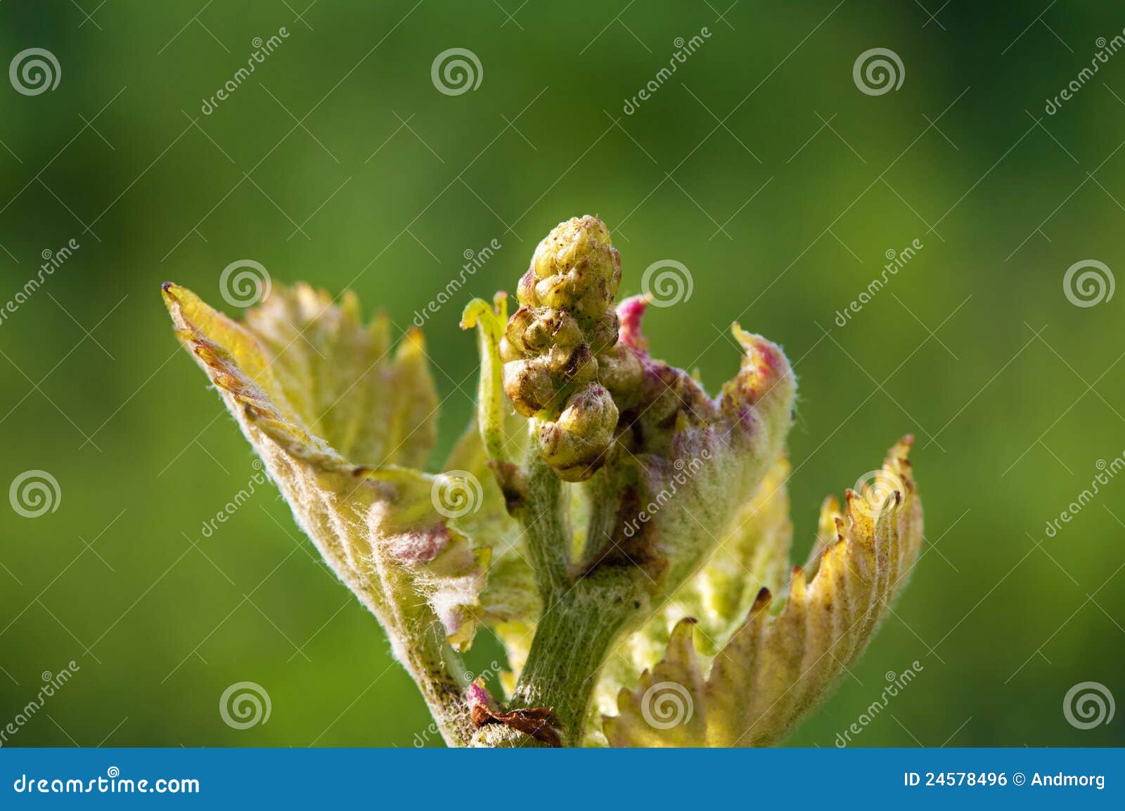 Grapevine flower stock photo. Image of vineyard, leaves - 24578496