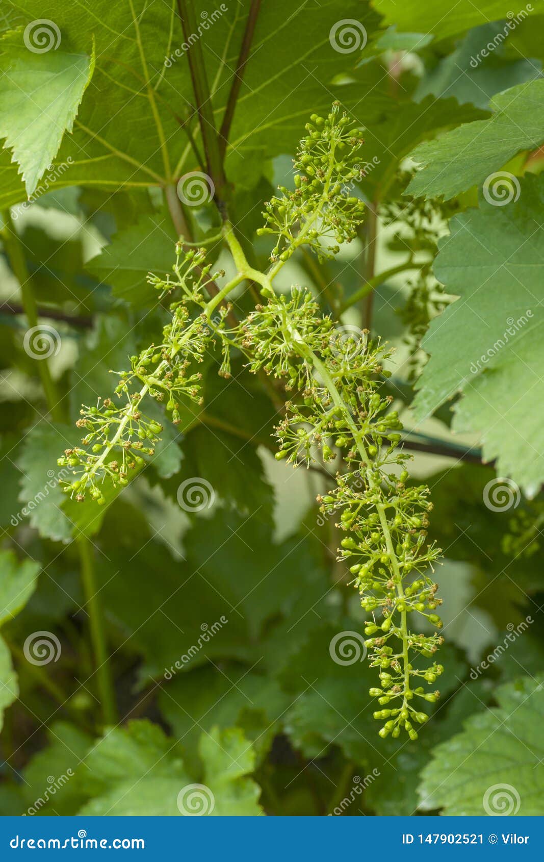 Grapevine Flower Development Stock Image - Image of berry, macro: 147902521