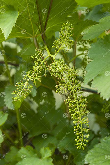 Grapevine Flower Development Stock Image - Image of berry, macro: 147902521