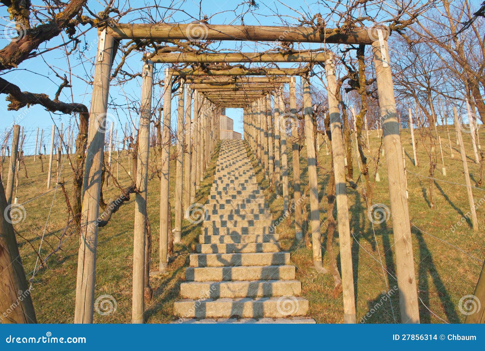 Grapevine Frames stock photo. Image of vines, stone, staircase - 27856314