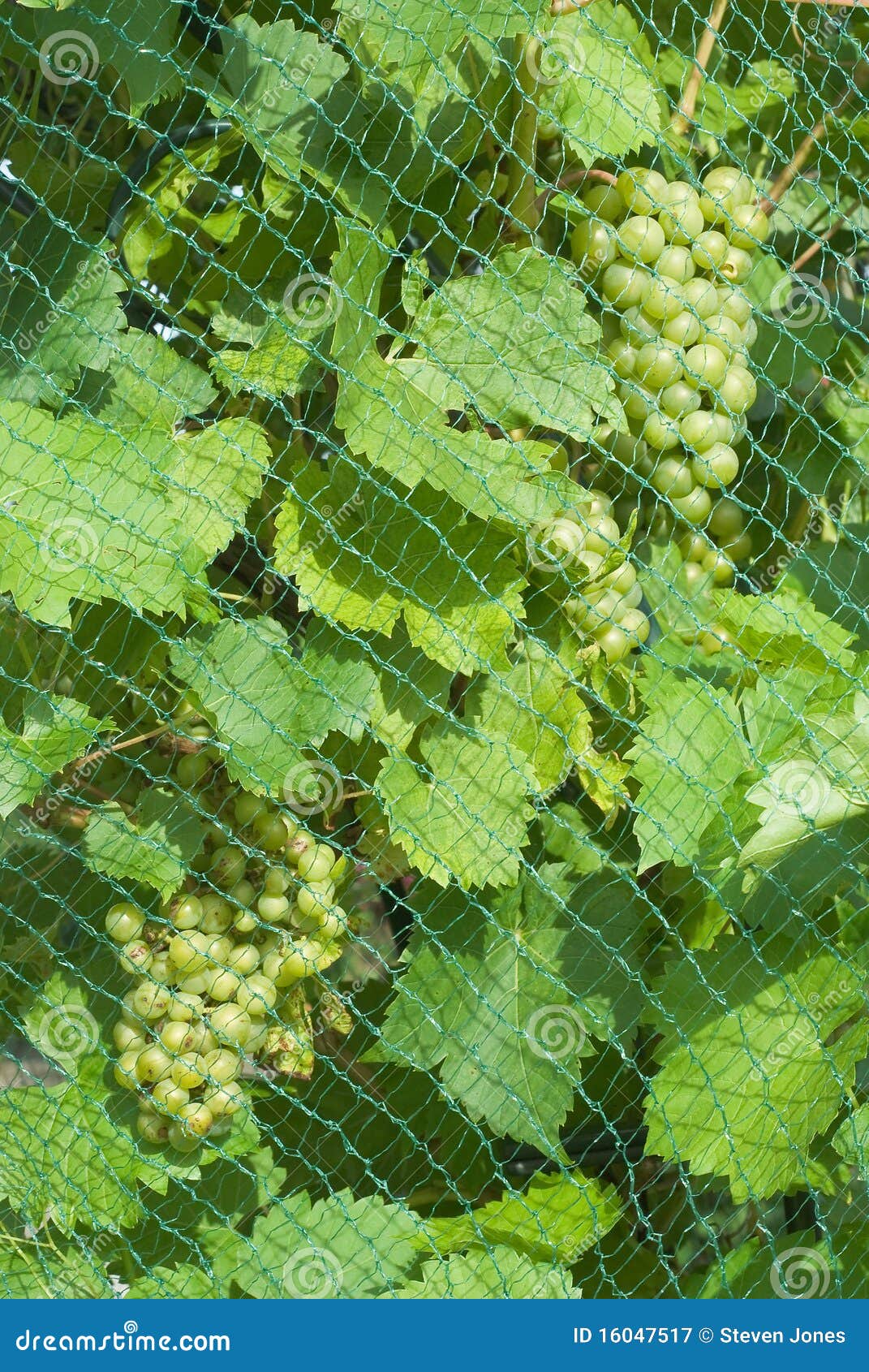 Grapevine with Fruit stock image. Image of natural, health - 16047517