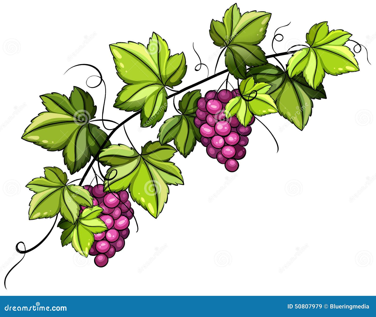 A grapevine stock vector. Illustration of isolated, deciduous - 50807979