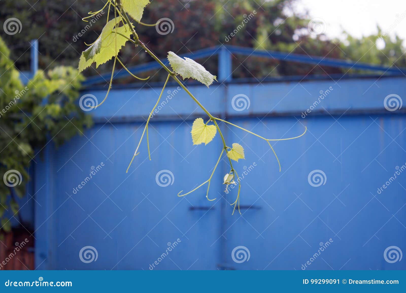 Grapevine stock image. Image of curl, grapevine, grape - 99299091