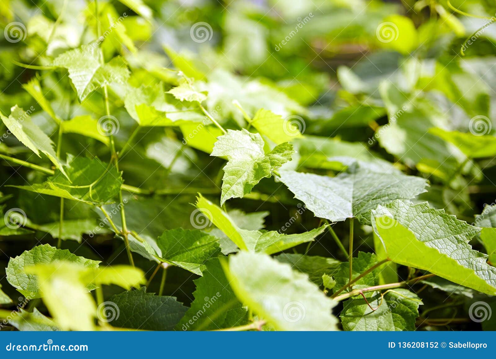 Grapevine, Green Grape Leaves, Foliage Background Stock Photo - Image ...