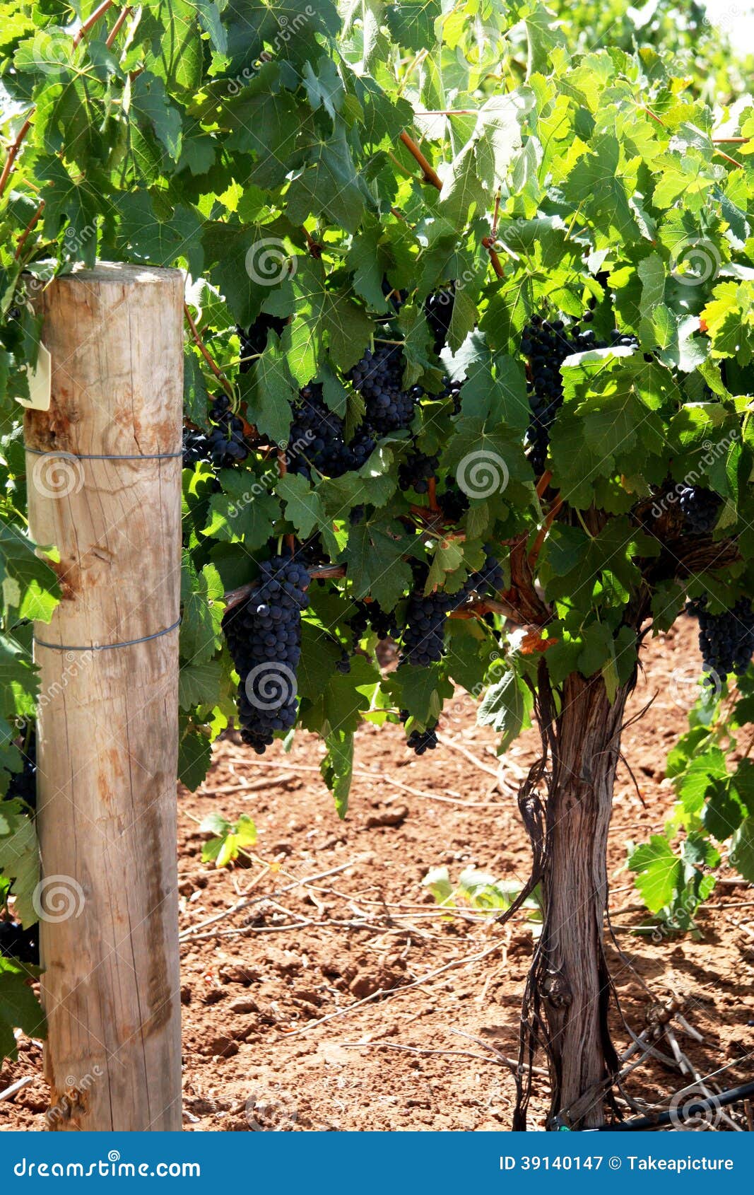 A Grapevine with Grapes Australia Stock Image - Image of scenic, rural ...