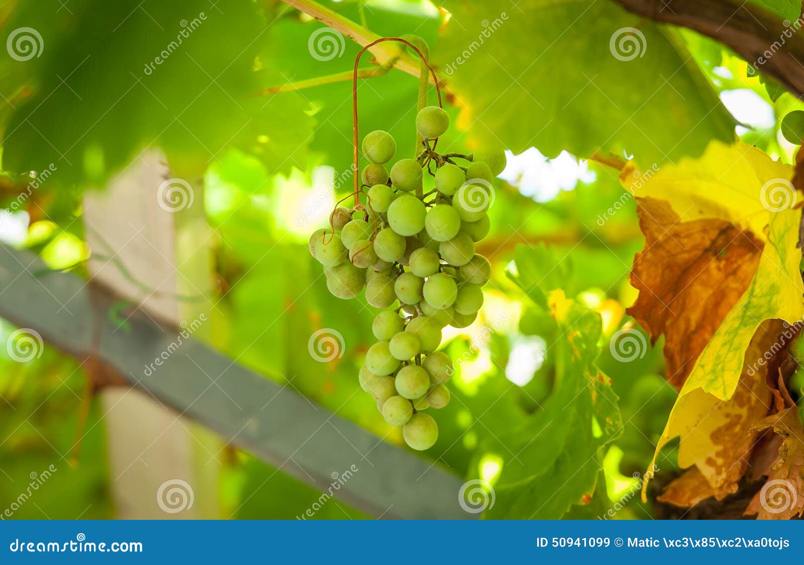 Grapevine With Grapes Winding Along The Wall Of An Old House Stock ...