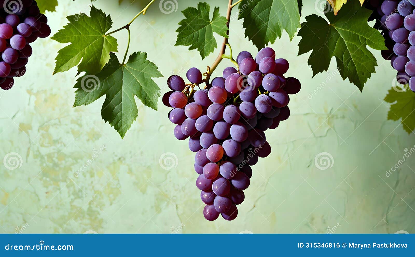 Grapevine Grapes Hanging on Light Green Pattern Backdrop Purple Grape ...