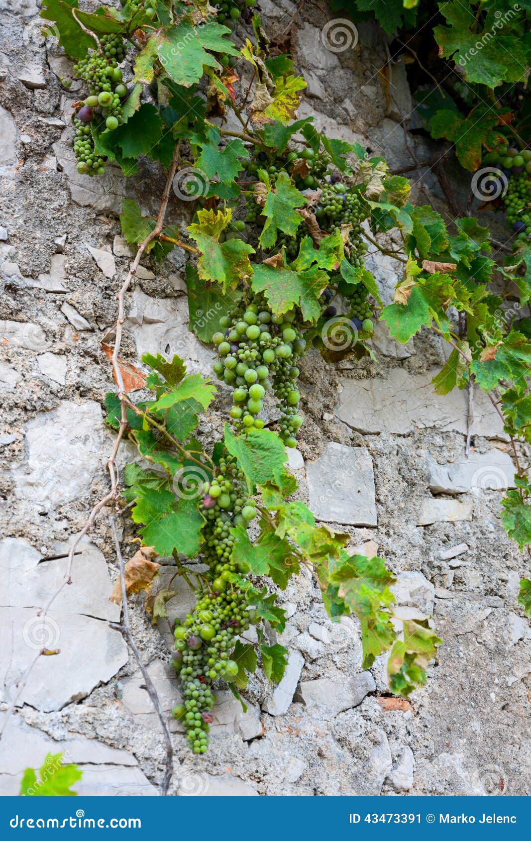 Grapevine stock image. Image of architecture, boats, nature - 43473391