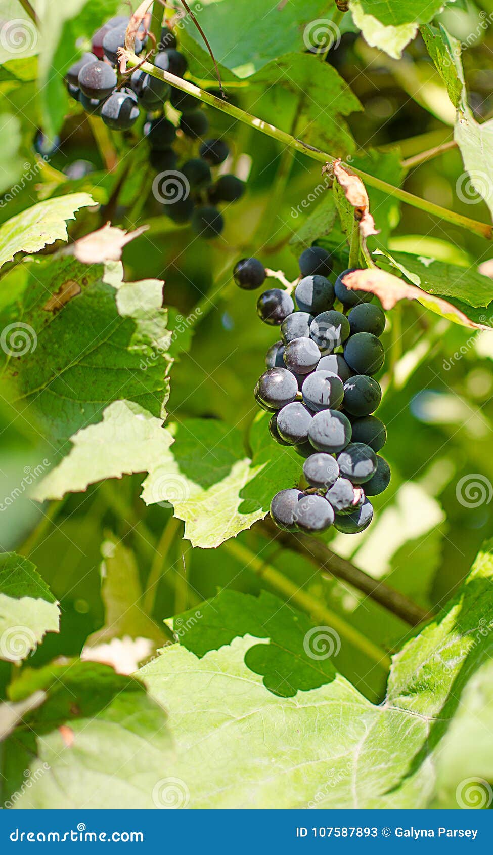 The Grapevine Grows in the Open Air in the Autumn Stock Image - Image ...