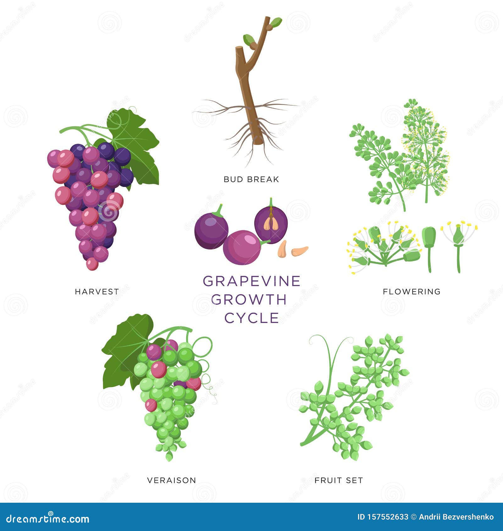 Grapevine Growth Infographic Elements Isolated on White, Flat Design ...