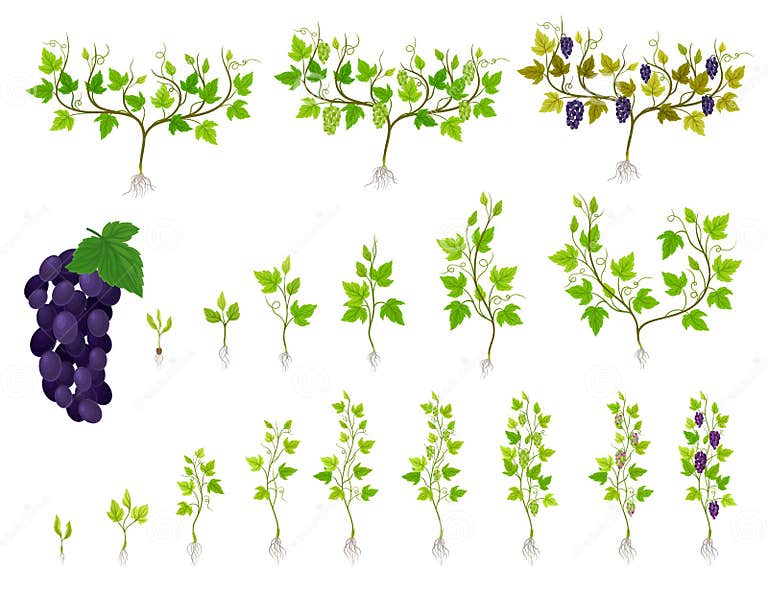 Grapevine Growth Life and Germinate Process Steps Big Vector Set Stock ...