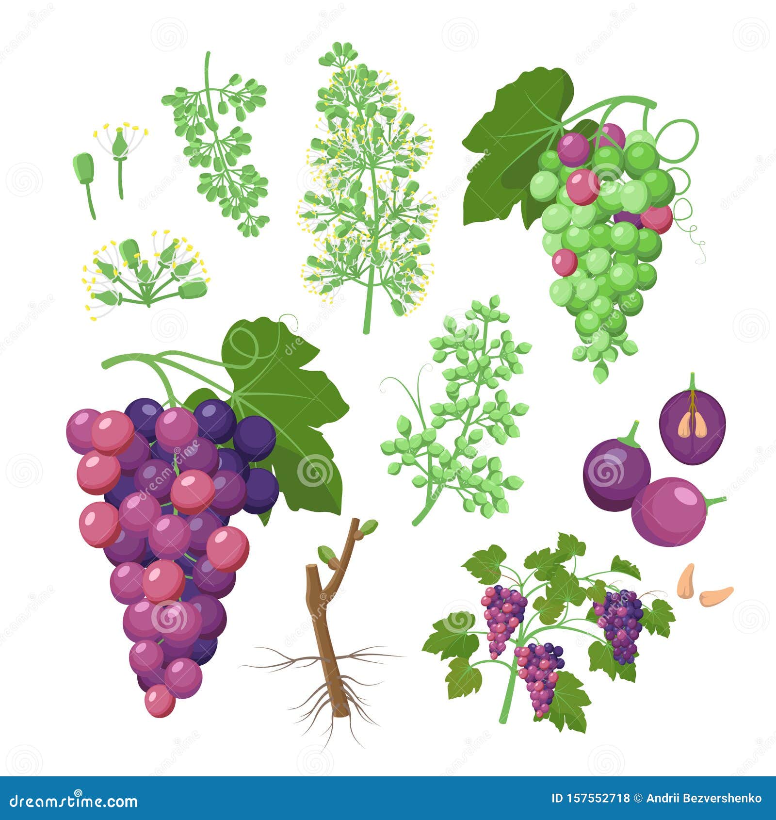 Grapevine Growth Set of Infographic Elements Isolated on White, Flat ...