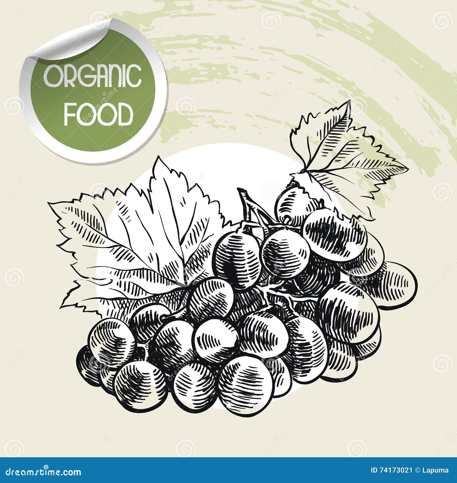 Grapevine Hand Drawn Sketch Stock Vector - Illustration of berry ...