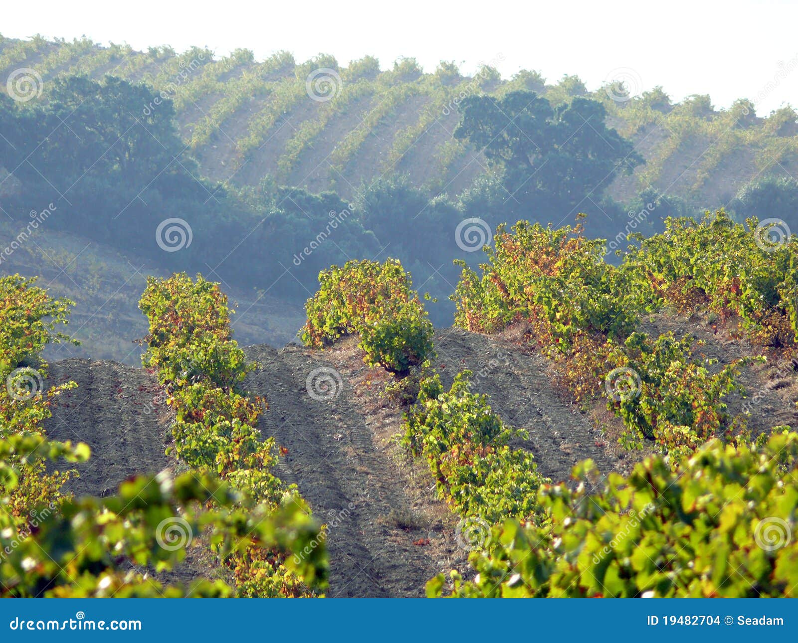 Grapevine in the hills stock photo. Image of field, region - 19482704