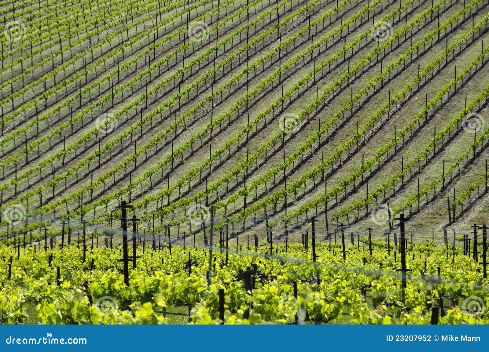 Grapevine Hills stock photo. Image of rows, fruit, growing - 23207952