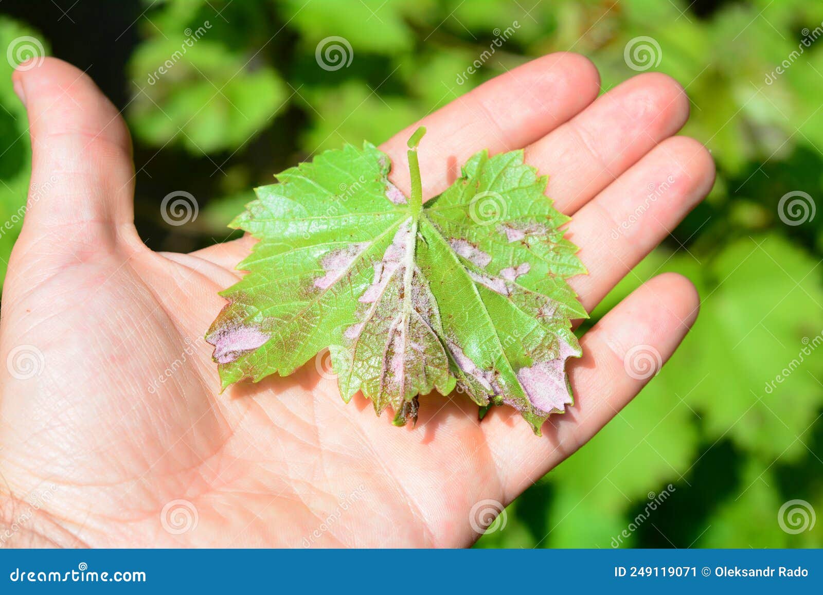 Mildew, Grape Disease, Green Leaves Are Damaged, Brown Spots Of Drying ...