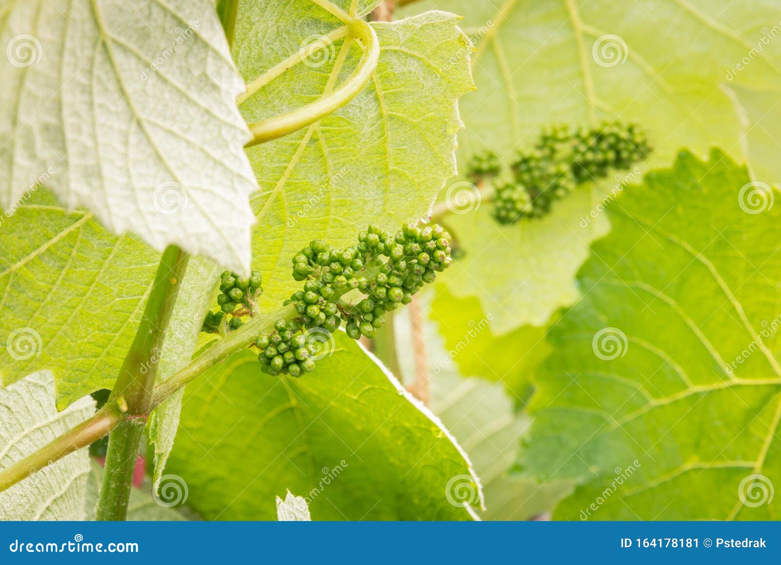 Grapevine Inflorescence with Flower Buds and Leaves Stock Image - Image ...