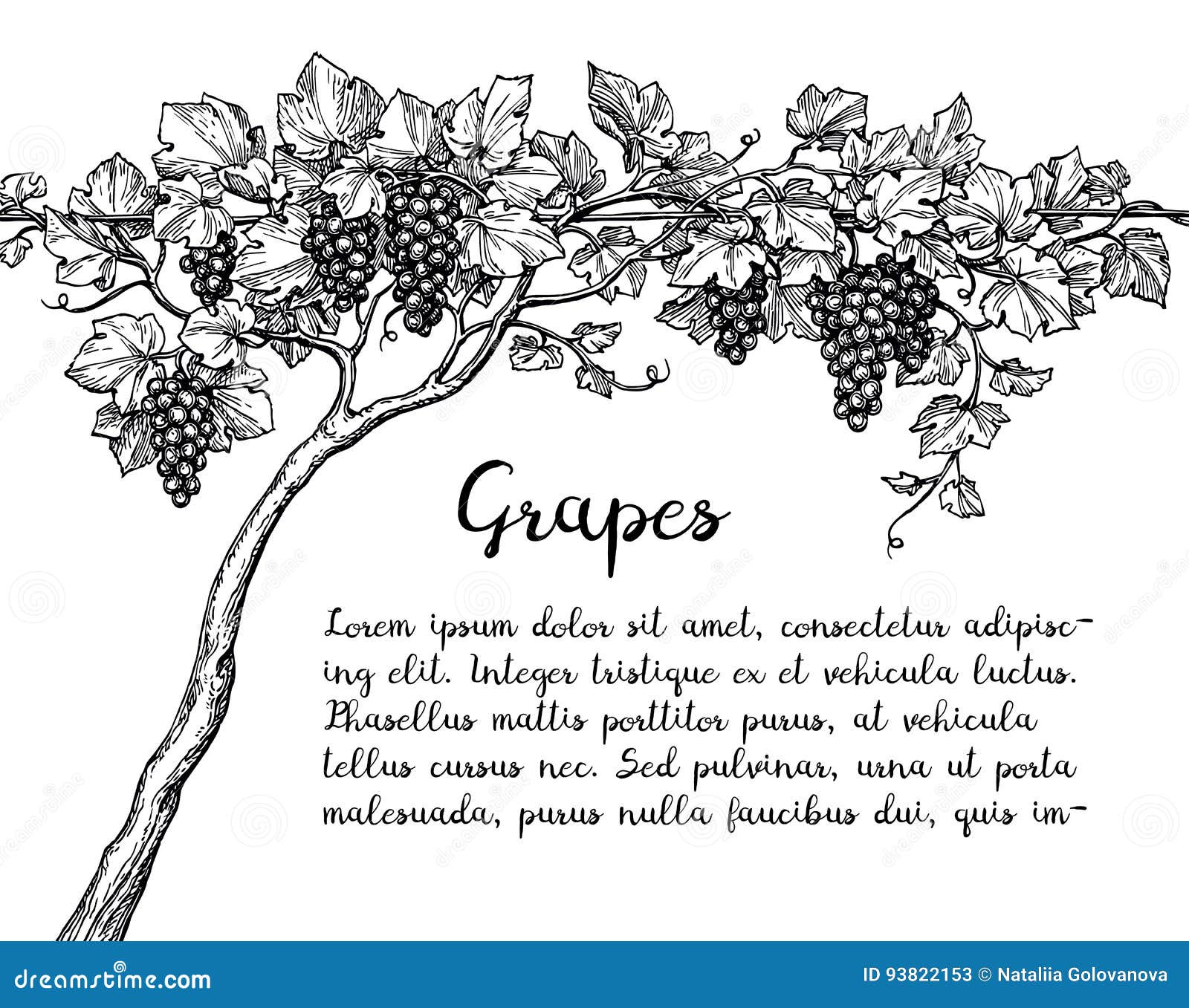 Grapevine ink sketch stock vector. Illustration of etching - 93822153