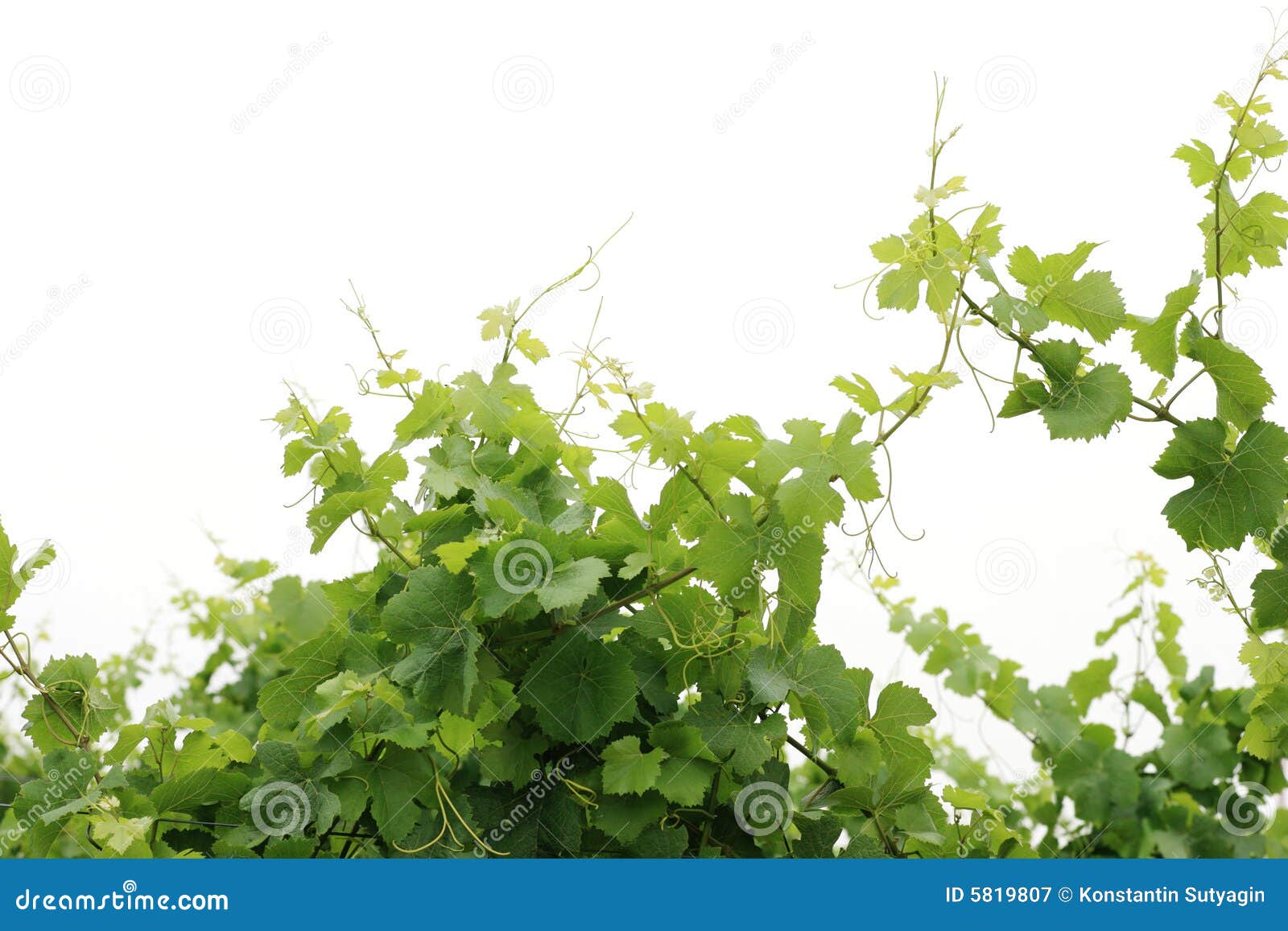 Grapevine isolated stock image. Image of border, ornament - 5819807