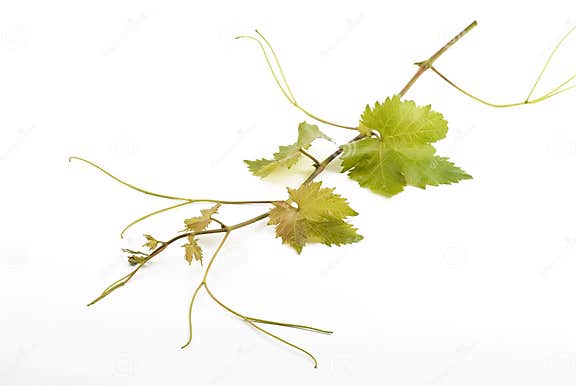 Grapevine Isolated on White Stock Image - Image of agricultural ...